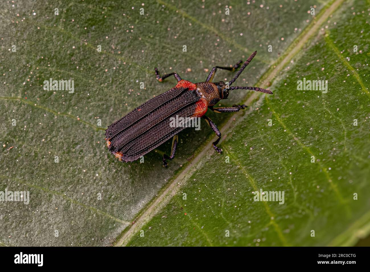 Cucujiform beetle hi-res stock photography and images - Alamy