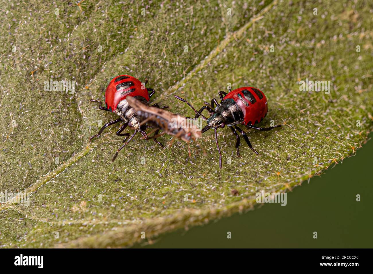 Petatomoidea hi-res stock photography and images - Alamy