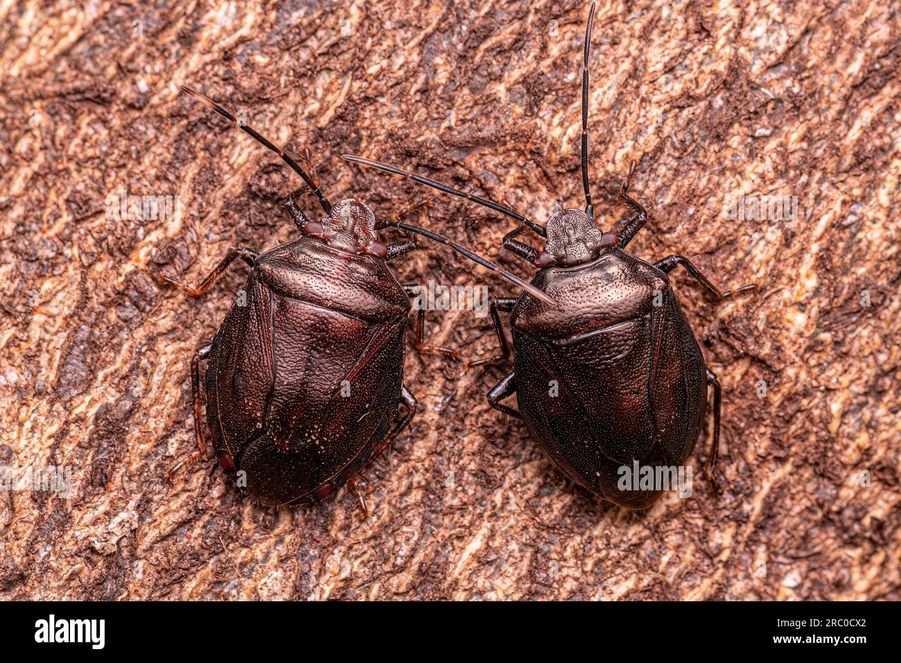 Adult Stink bug of the Genus Antiteuchus Stock Photo - Alamy