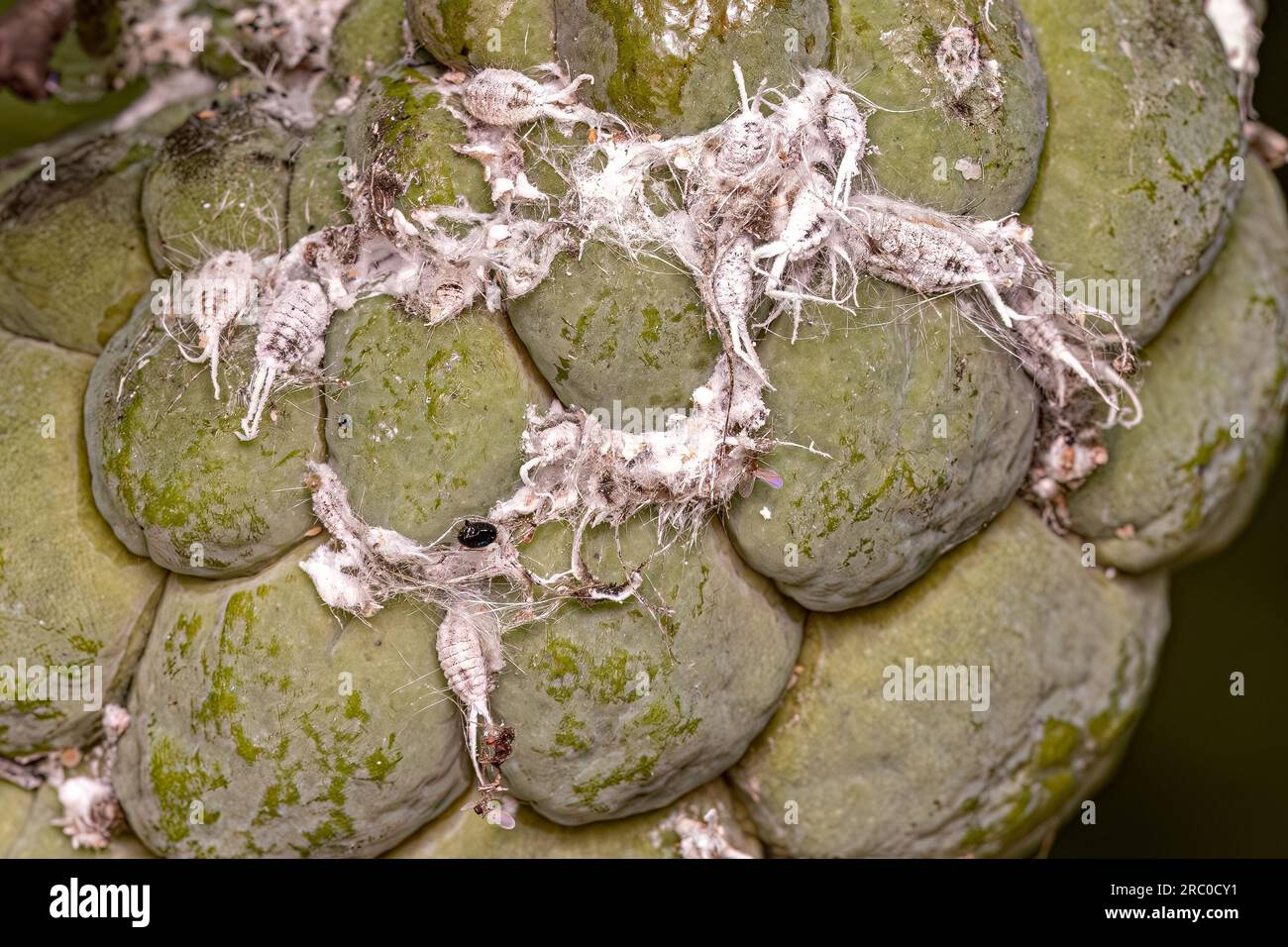 White Scale Insect of the Superfamily Coccoidea Stock Photo - Alamy
