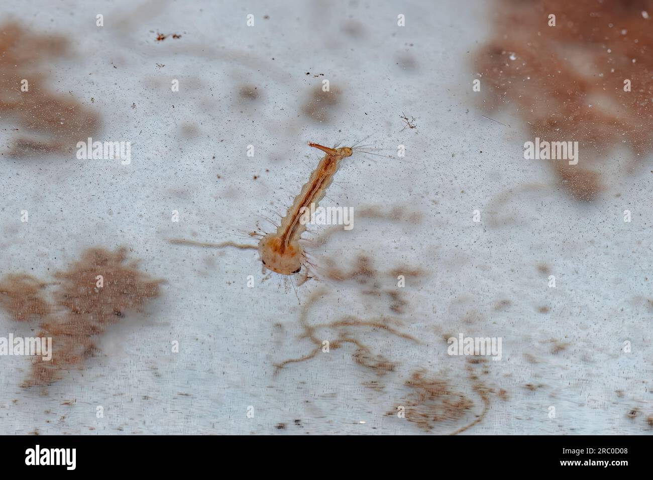 Culicine Mosquito Insect Larva of the Subfamily Culicinae Stock Photo ...