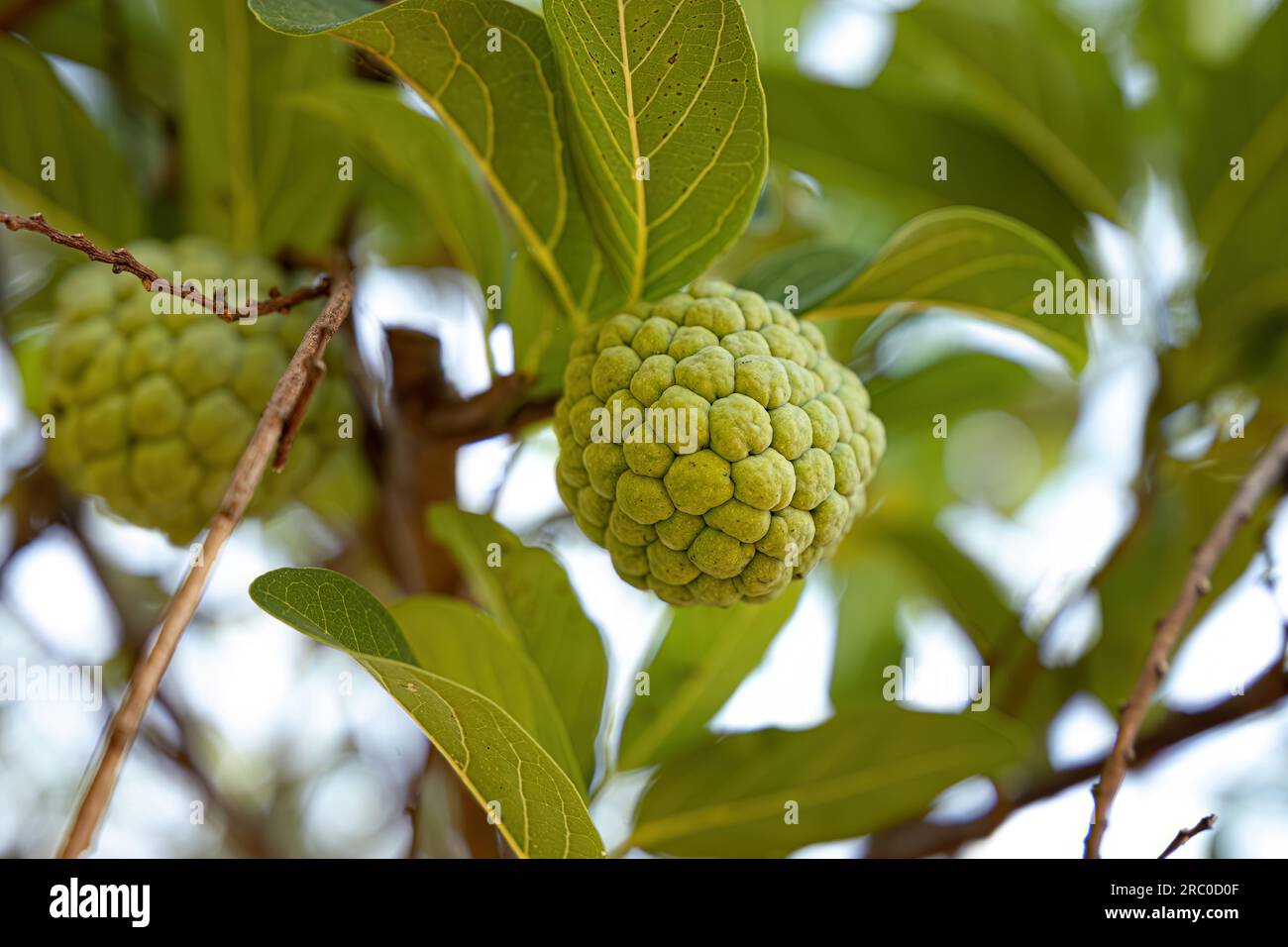 Sweetsop Green Fruit of the species Annona squamosa Stock Photo - Alamy