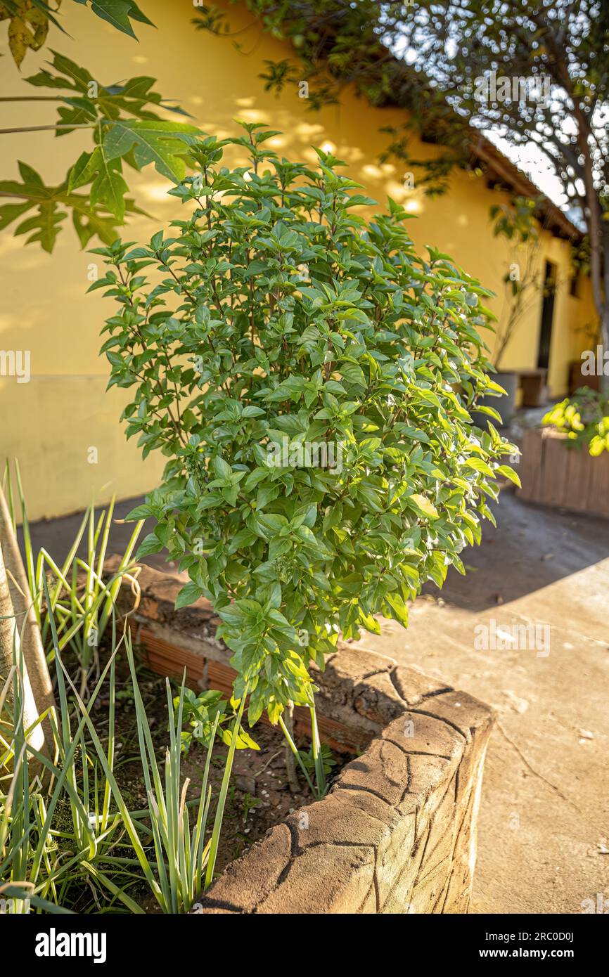Sweet Basil Plant of the species Ocimum basilicum Stock Photo - Alamy