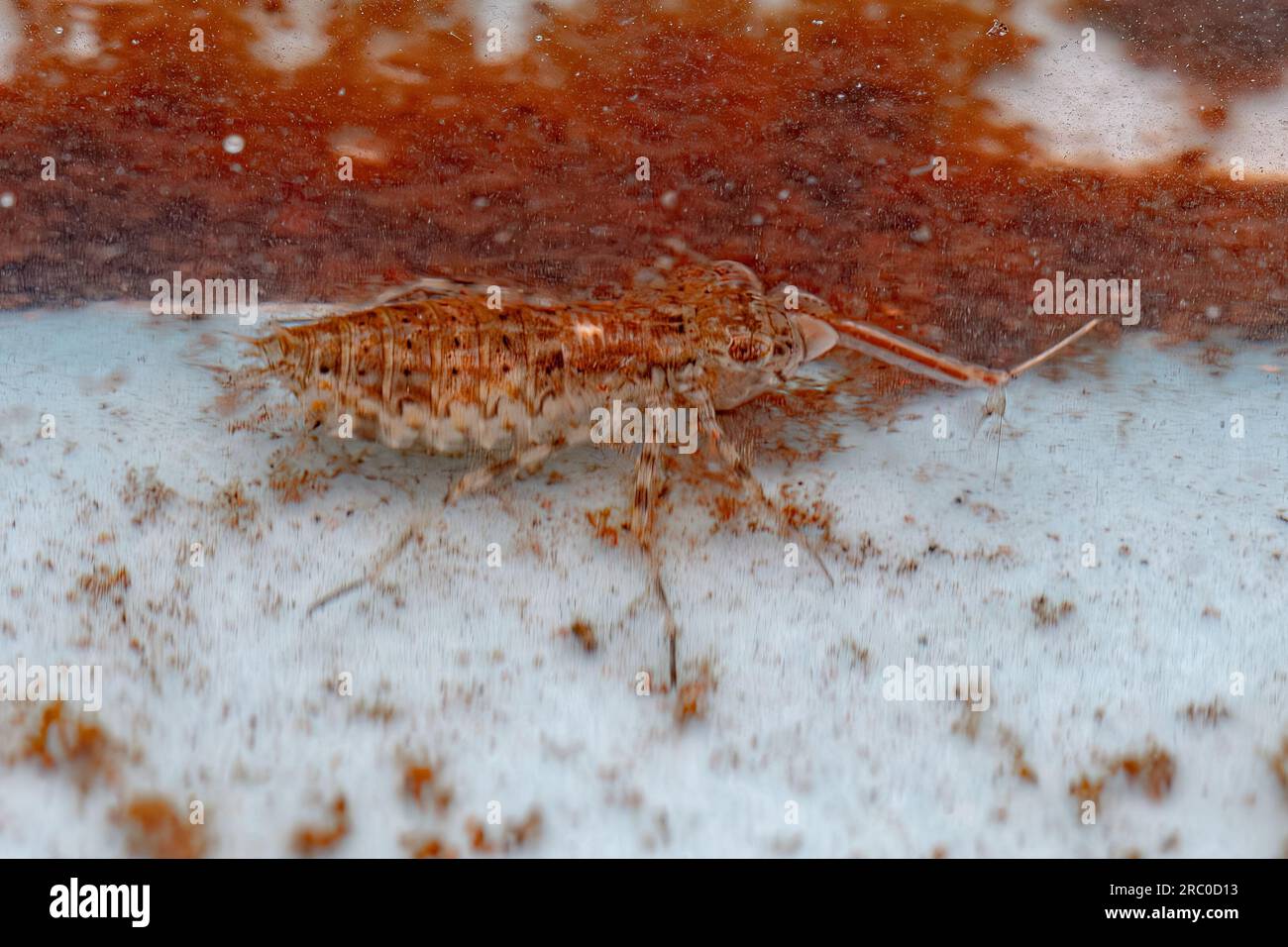 Small Dragonfly Nymph Insect of the Order Odonata preying on a Culicine ...