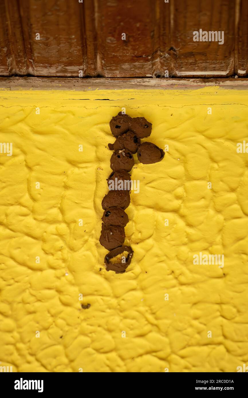 Potter Wasp House of the Subfamily Eumeninae Stock Photo - Alamy