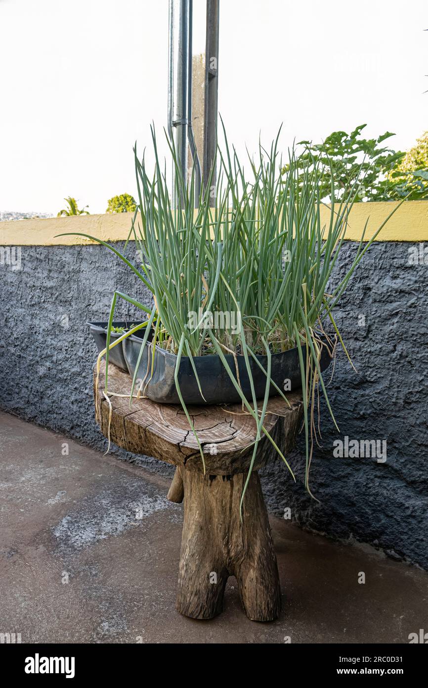 Small Chives leaves of the species Allium schoenoprasum Stock Photo - Alamy
