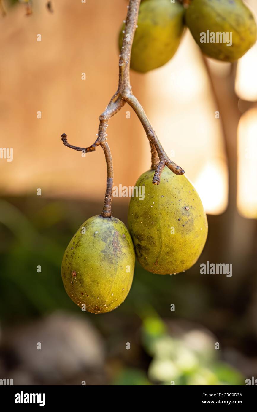 Mombins hi-res stock photography and images - Alamy