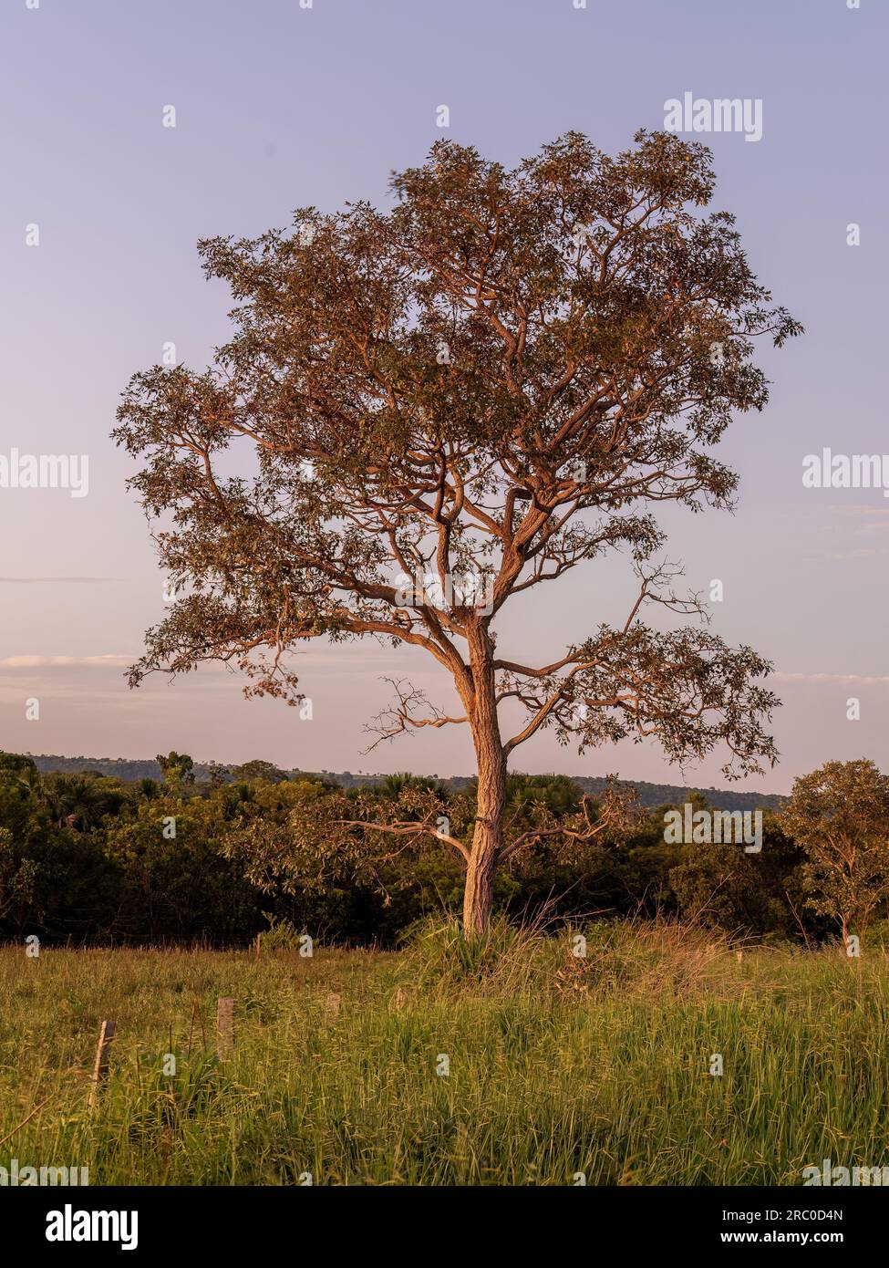 Tree with few leaves hi-res stock photography and images - Alamy