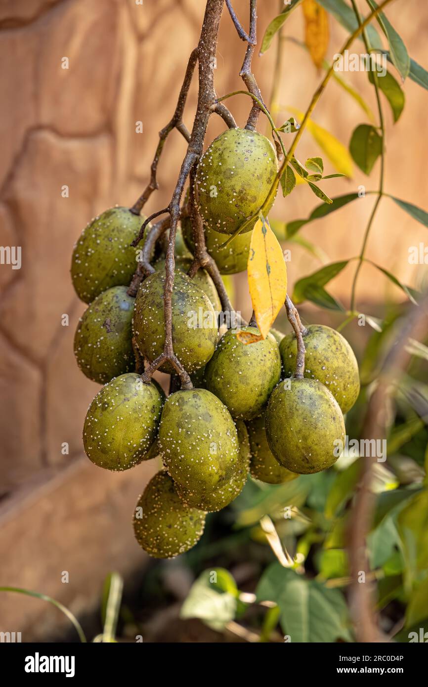 Dicotyledons fruit hi-res stock photography and images - Alamy