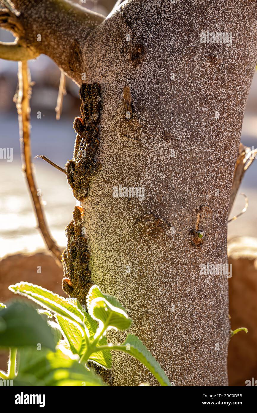 lemon tree trunk full of Citrus Snow Scale Insect and New World Giant ...