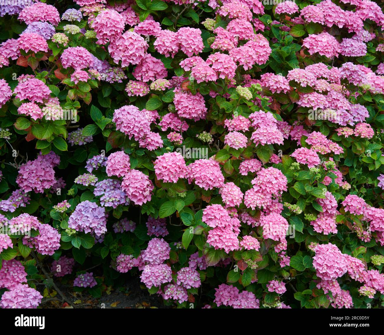Garden hydrangea, Lace cap hydrangea (Hydrangea macrophylla 'Bouquet ...