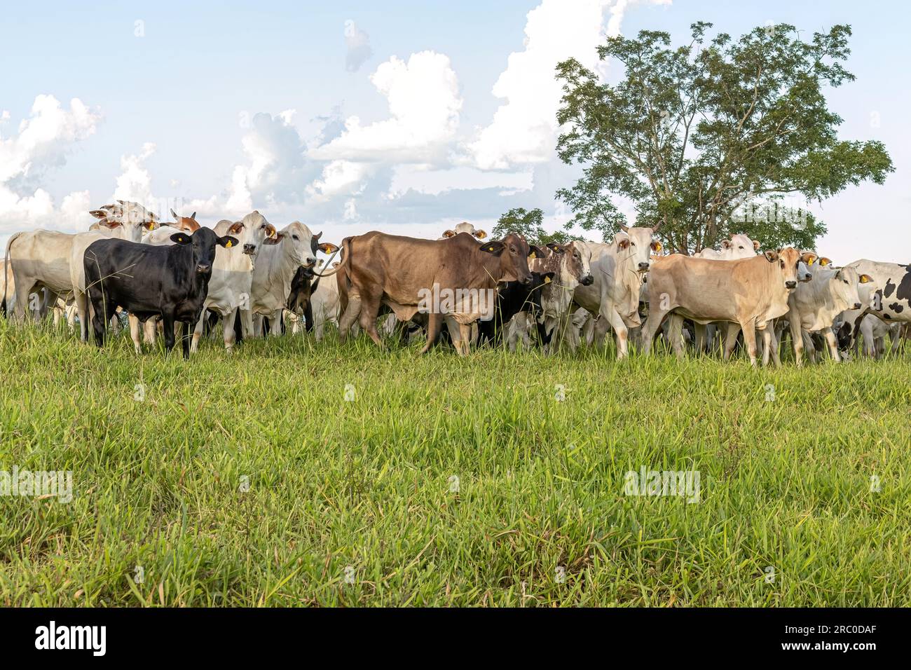 cows in a pasture field for cattle raising on a farm in the interior of ...