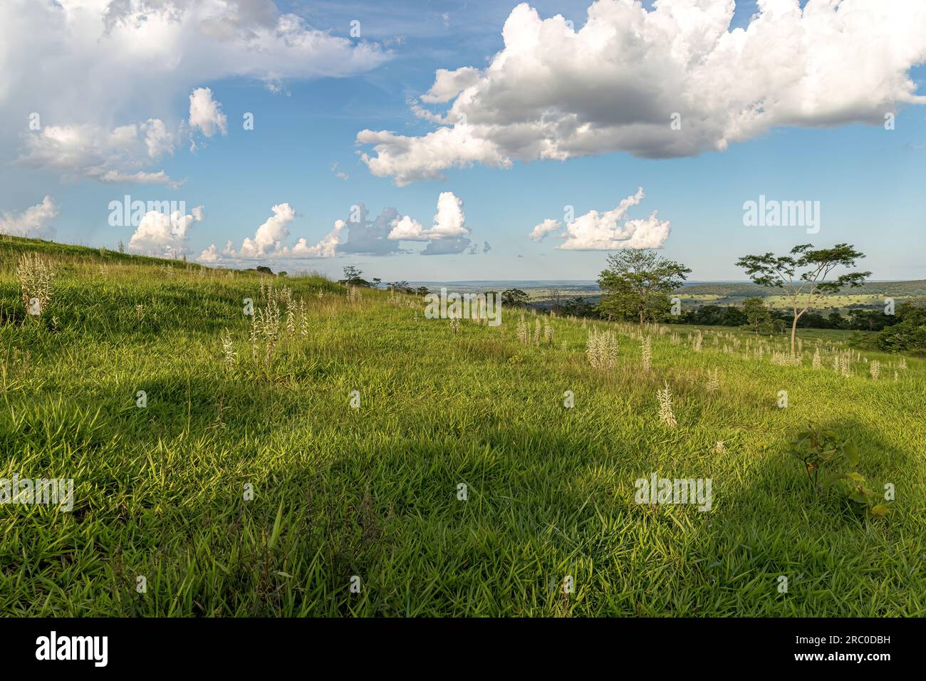 Pasture field for cattle raising on a farm in the interior of Brazil ...