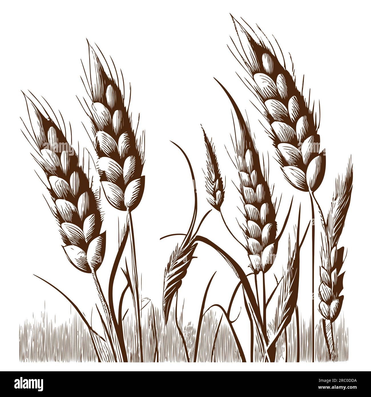 Wheat sketch hand drawn in engraving style illustration Stock Vector ...