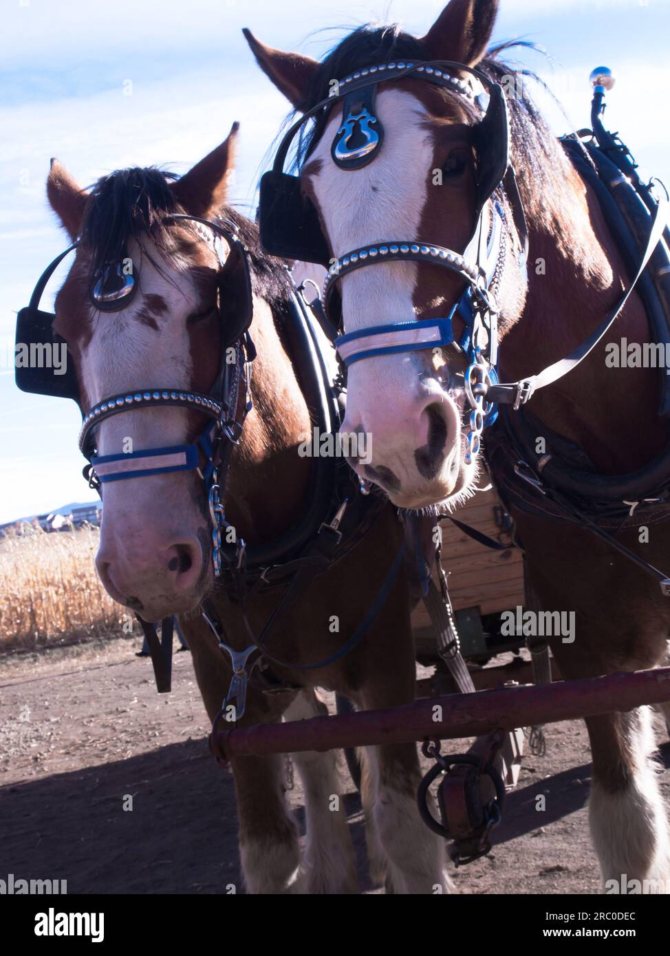 Horses pulling a carriage Stock Photo - Alamy