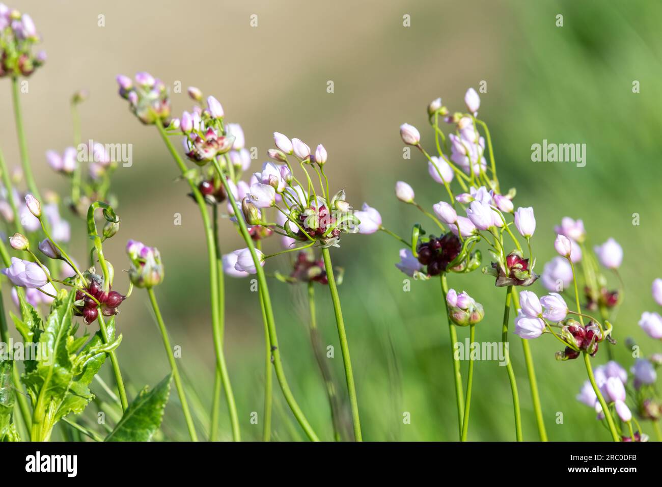 Close up of rosy garlic (allium roseum) flowers in bloom Stock Photo ...