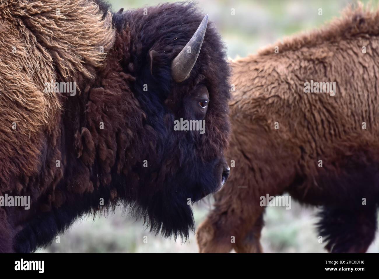 Close-up profile of a Bison in Yellowstone National Park Stock Photo ...