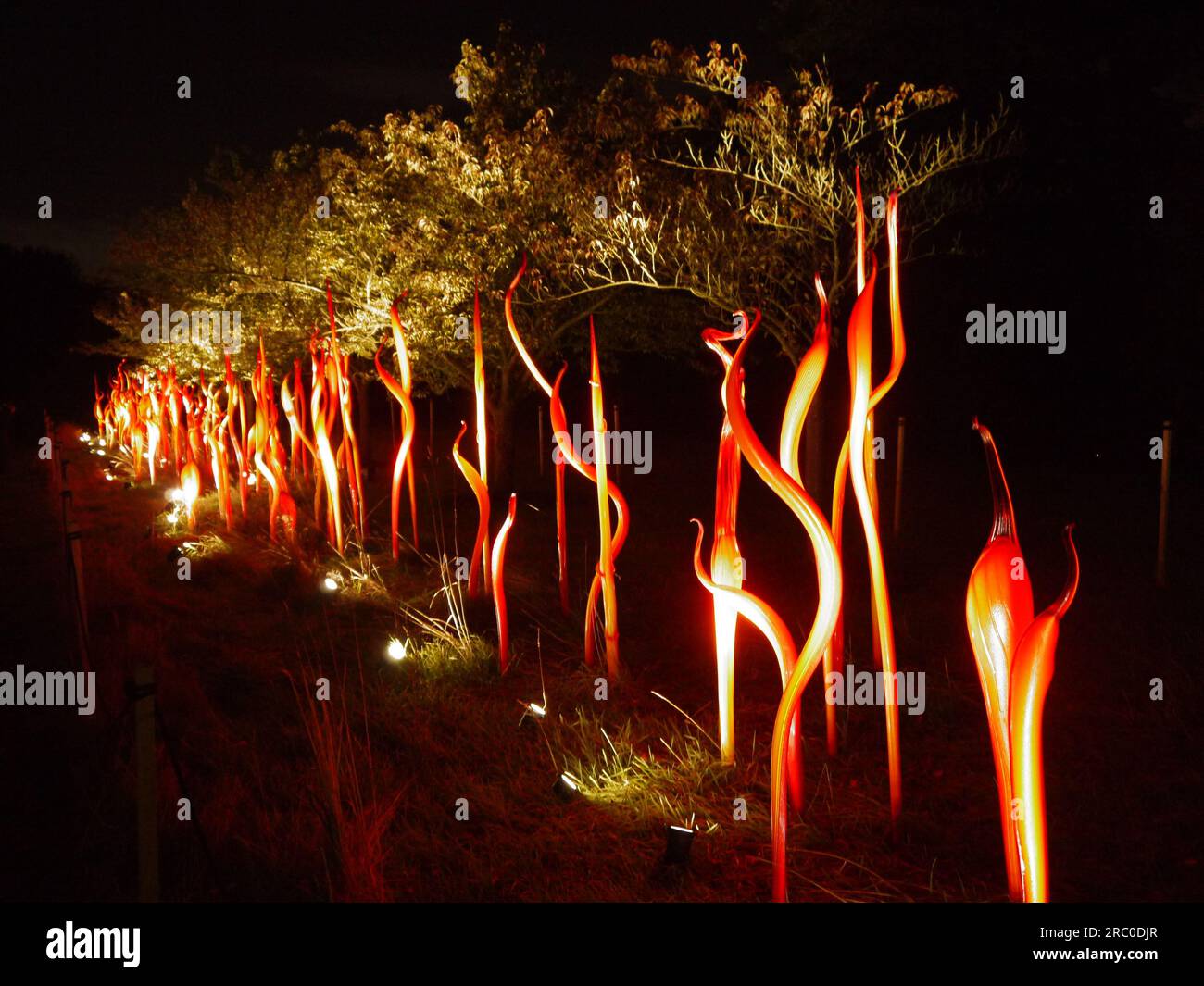 Copper birch hi-res stock photography and images - Alamy