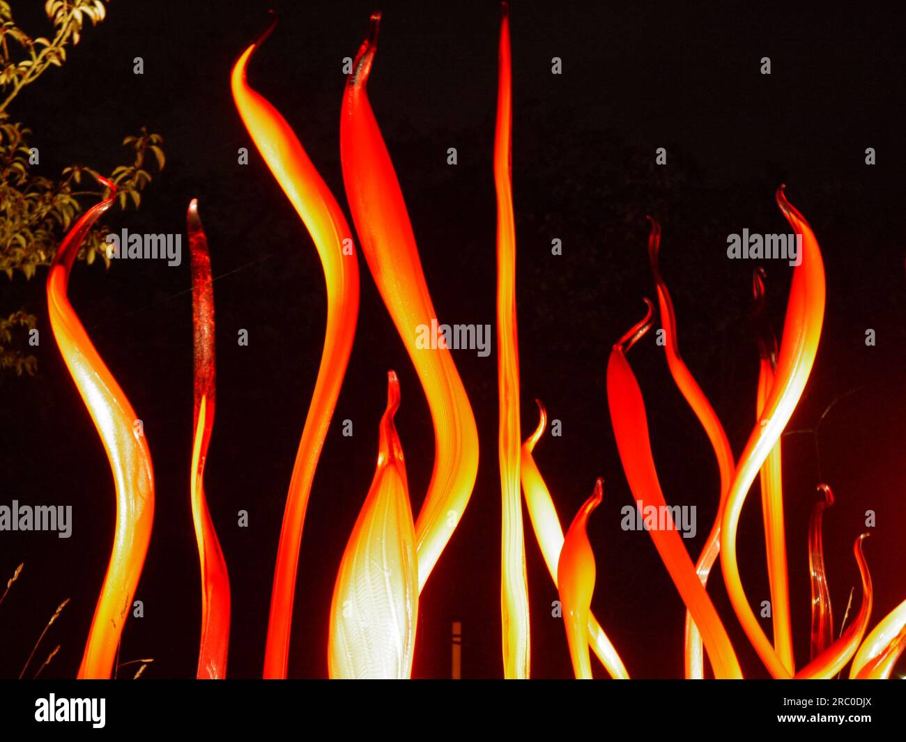 Copper birch hi-res stock photography and images - Alamy