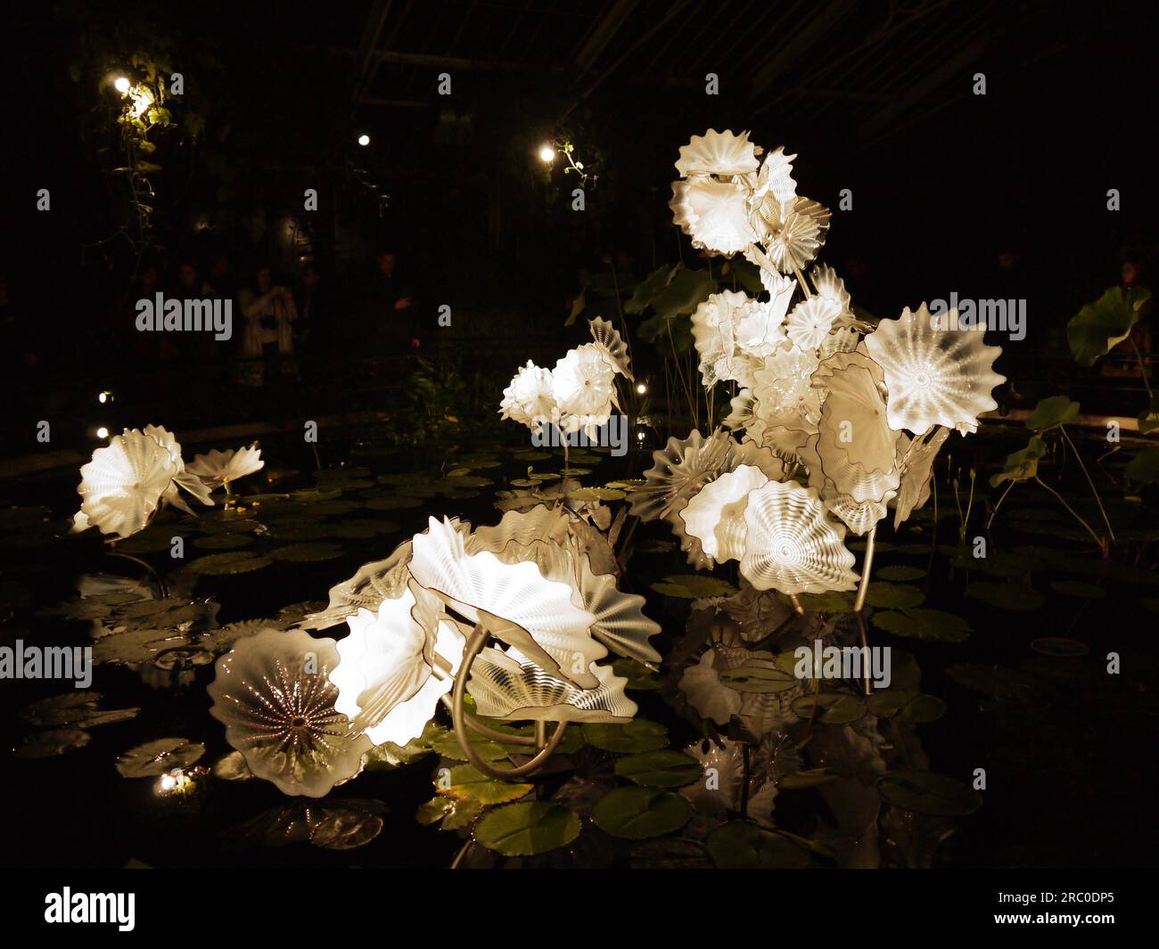 Ethereal White Persian Pond, 2018, by Dale Chihuly, illuminated as part of the Chihuly Nights ...