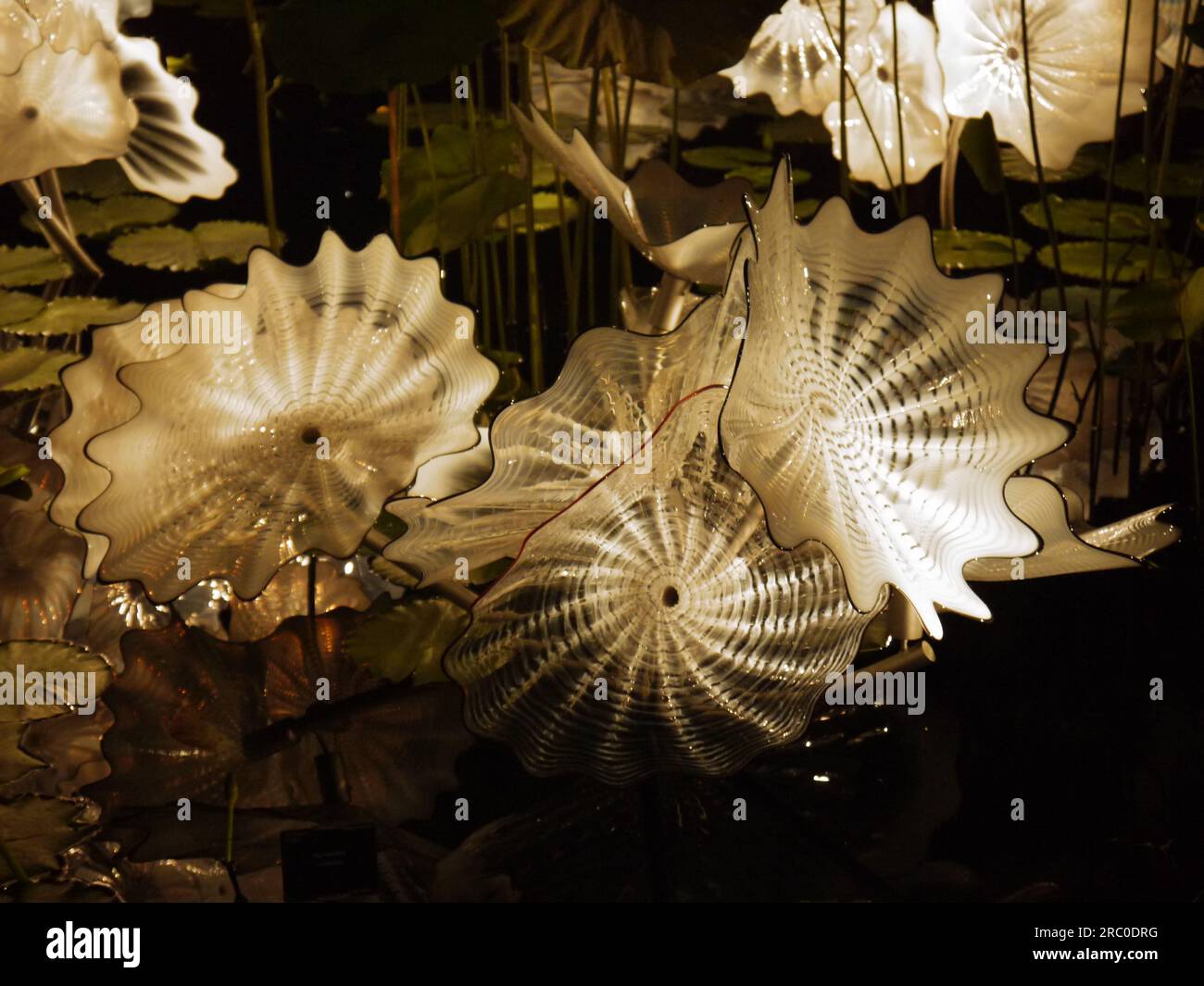 Ethereal White Persian Pond, 2018, by Dale Chihuly, illuminated as part of the Chihuly Nights ...