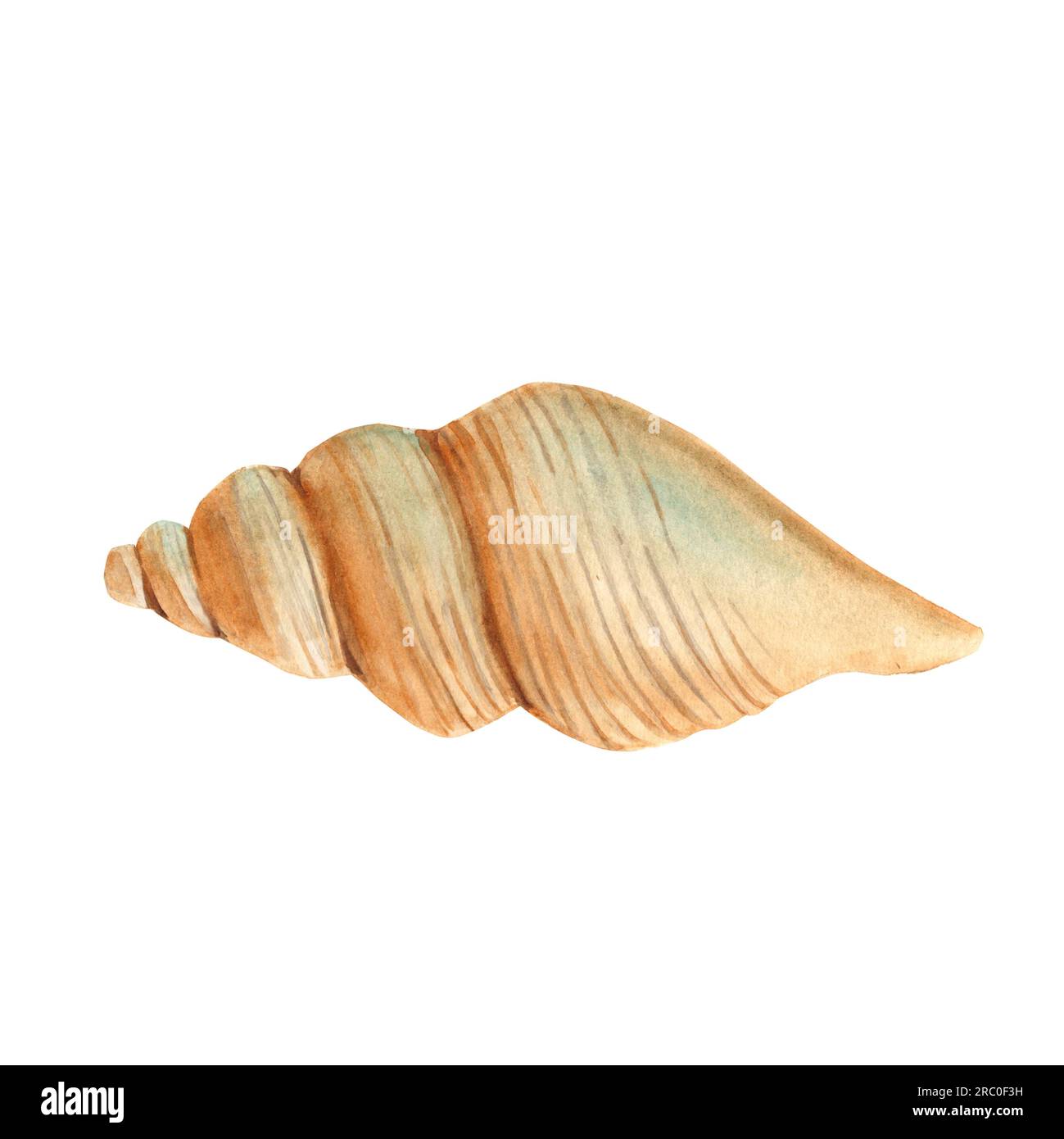 Watercolor hand drawn sea shell isolated on white background. Marine ...