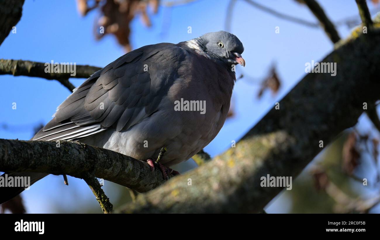 A fat common weed-pigeon (White-Necked) Bird looking down contempt at ...