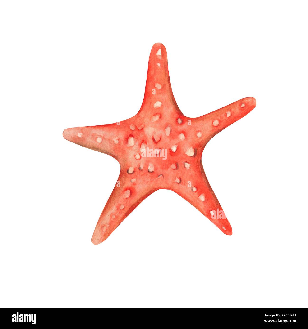 Watercolour hand drawn red starfish isolated on white background ...