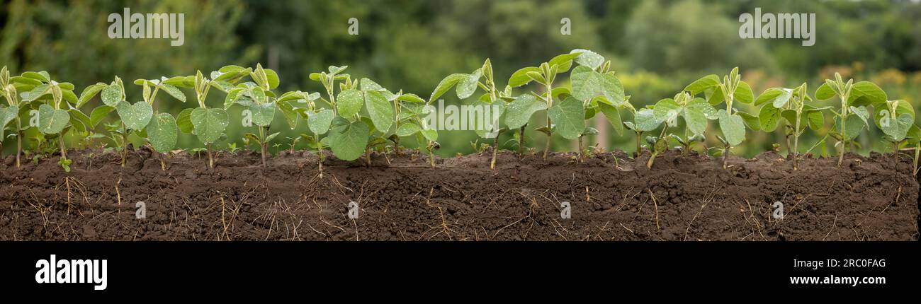Fresh green soybean plants with roots Stock Photo - Alamy