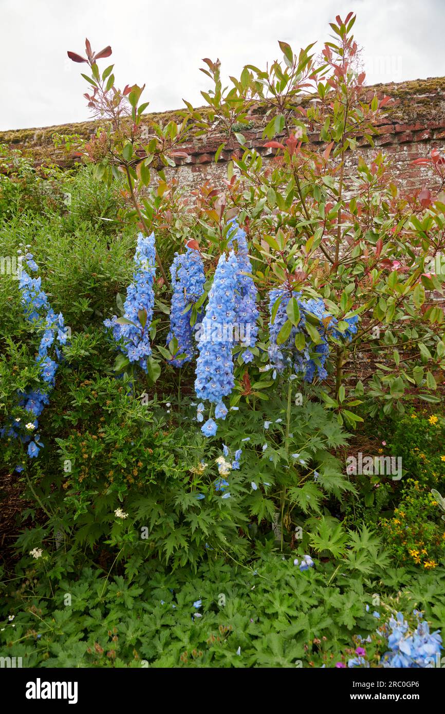 English garden border full of Blue Delphinium (Delphinium elatum ...