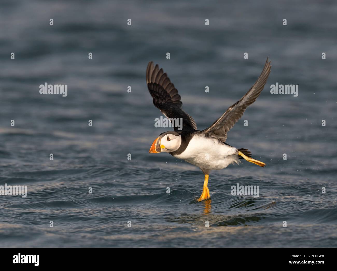 Puffin taking off at sea. Image taken from a boat in the North sea near ...