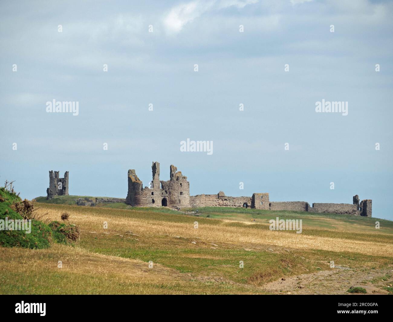 ruins of Dunstanburgh Castle seen across golden fields with gorse under ...