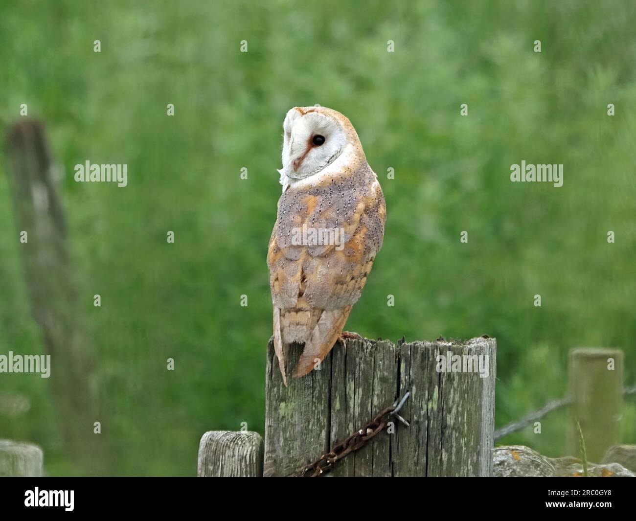 watchful Barn Owl (Tyto alba) on post hunting on coastal land in rural ...