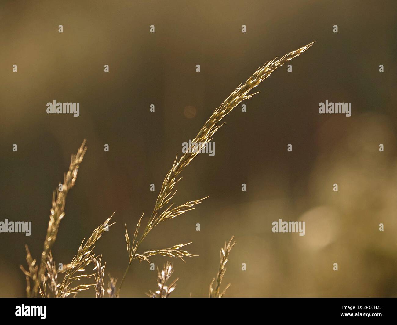 backlit arching grasses with seed heads glittering in golden early ...