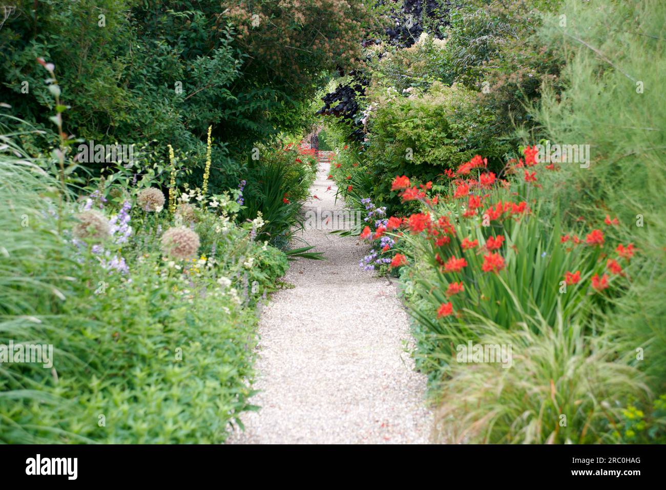 English garden borders full of flowering plants Stock Photo - Alamy
