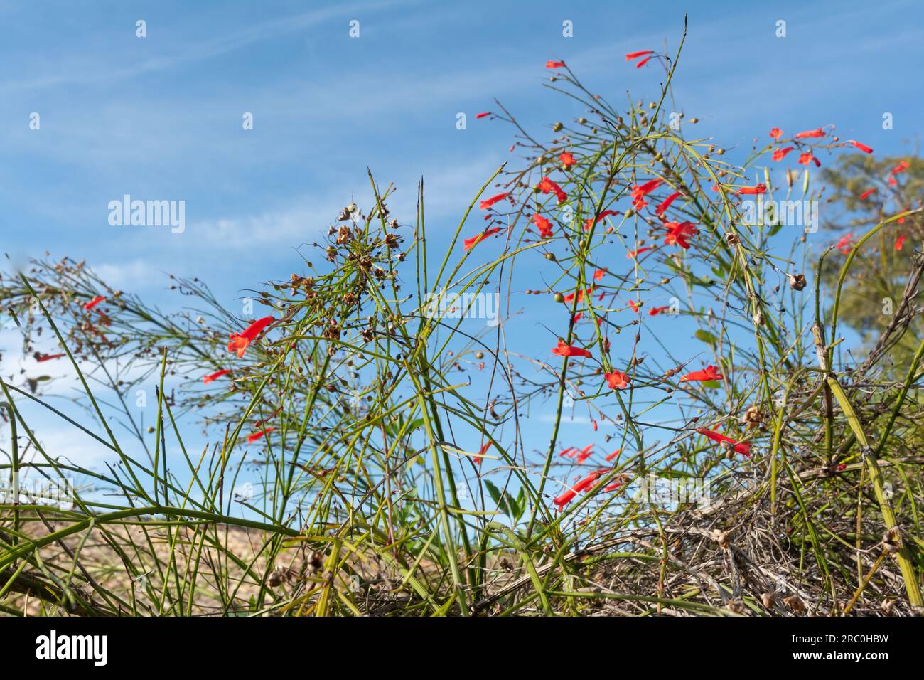 Red color wildflower in a garden. penstemon centrifolius. Botany ...
