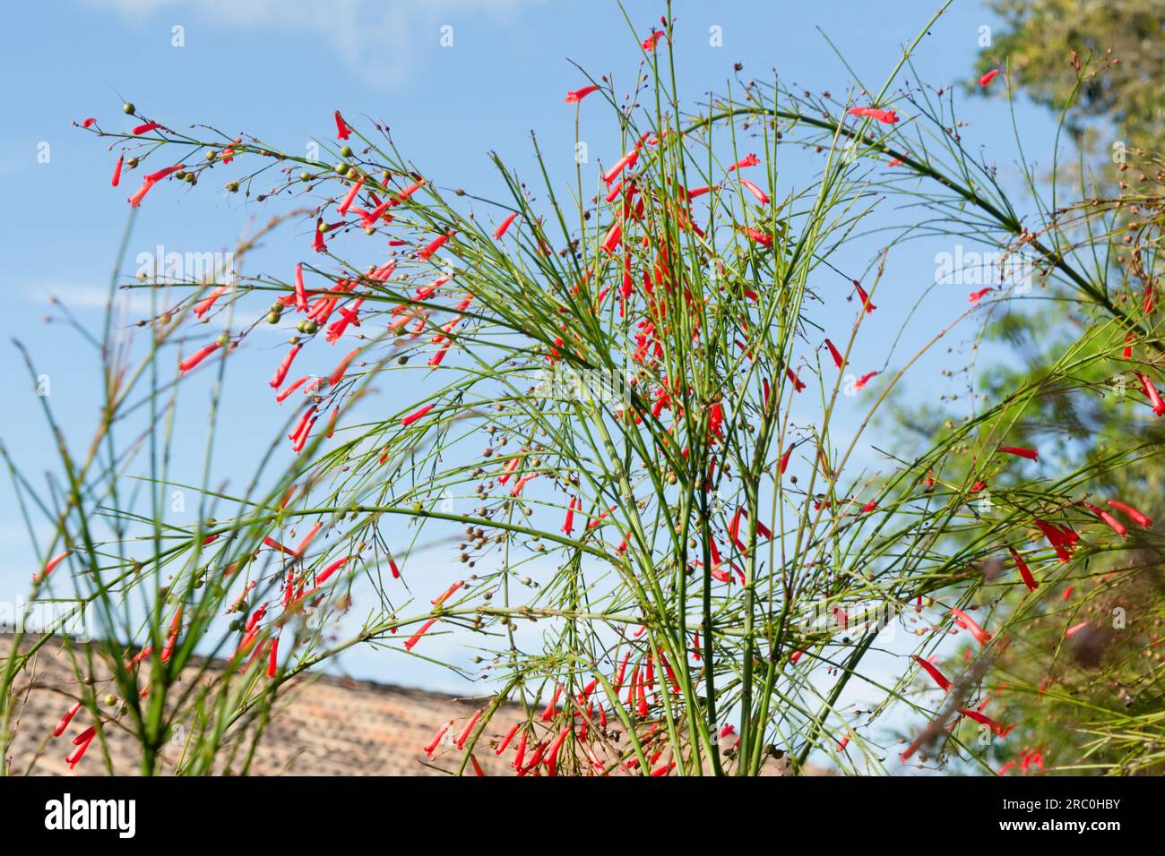 Red color wildflower in a garden. penstemon centrifolius. Botany ...