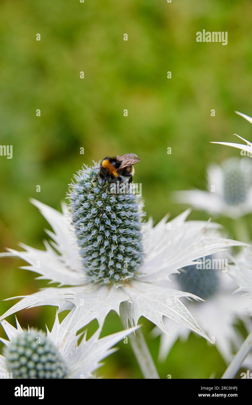 Blue eryngo (Eryngium planum) or Flat sea holly in an English Garden ...