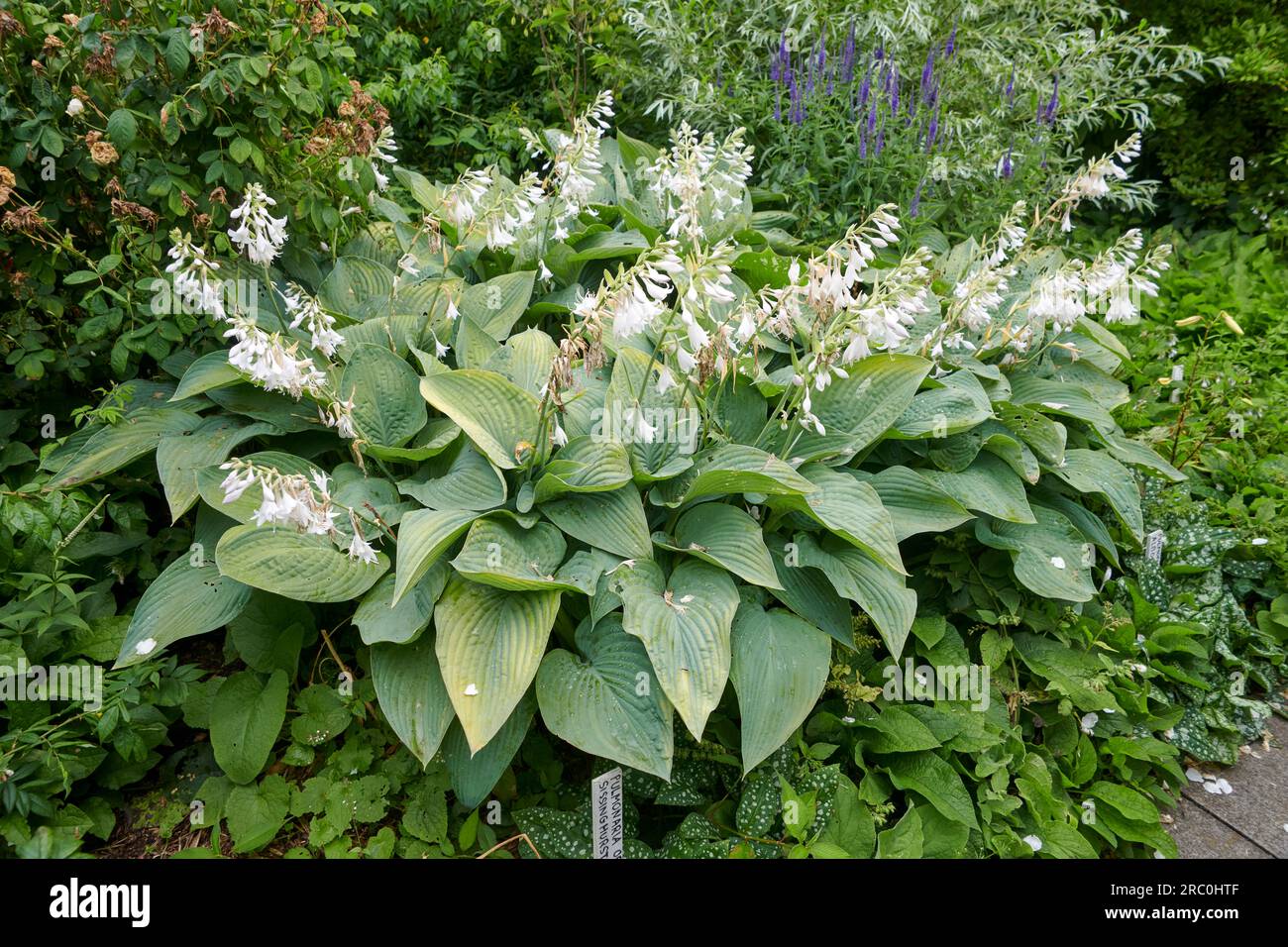 Hosta ( Hosta sieboldiana ) or Plantain Lily flowering in a summer ...
