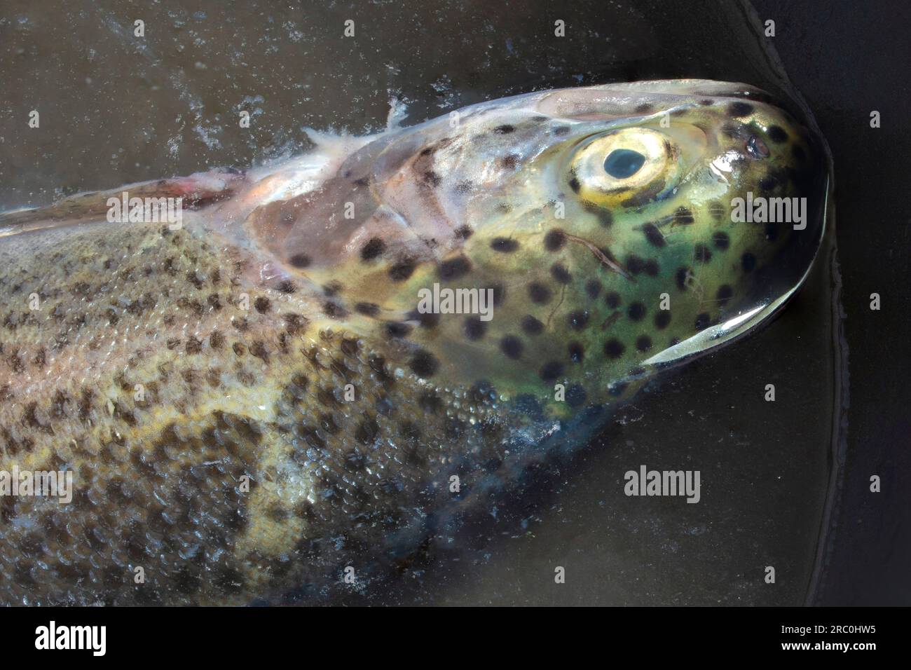 Brown trout, Salmo trutta: The brown trout, scientifically known as ...