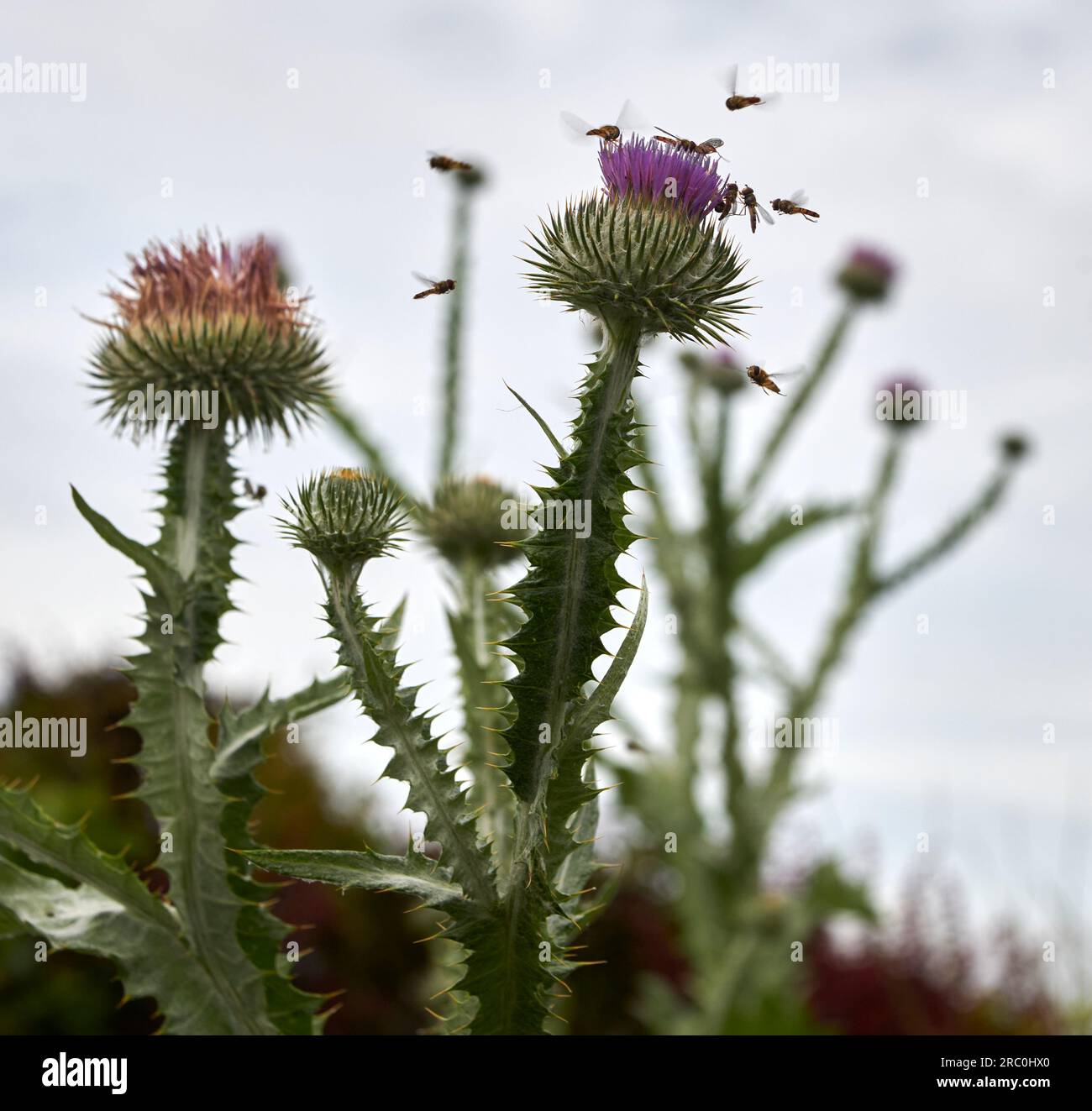 Scottish hoverflies hi-res stock photography and images - Alamy