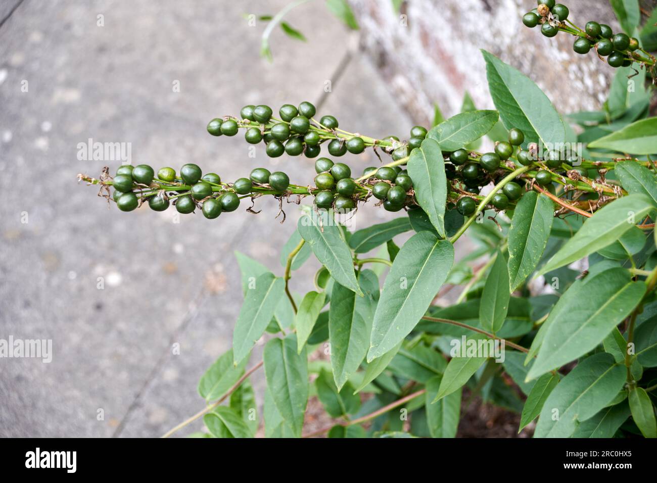 Seed pods of the Honeysuckle (Lonicera acuminata Stock Photo - Alamy