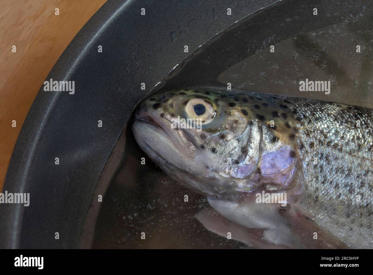 Brown trout, Salmo trutta: The brown trout, scientifically known as ...