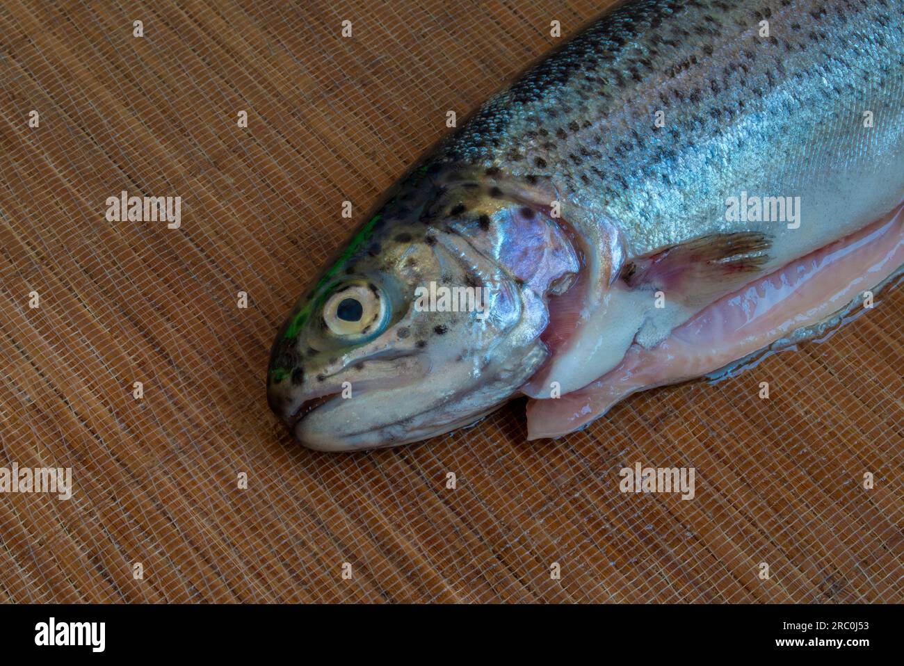 Brown trout, Salmo trutta: The brown trout, scientifically known as ...