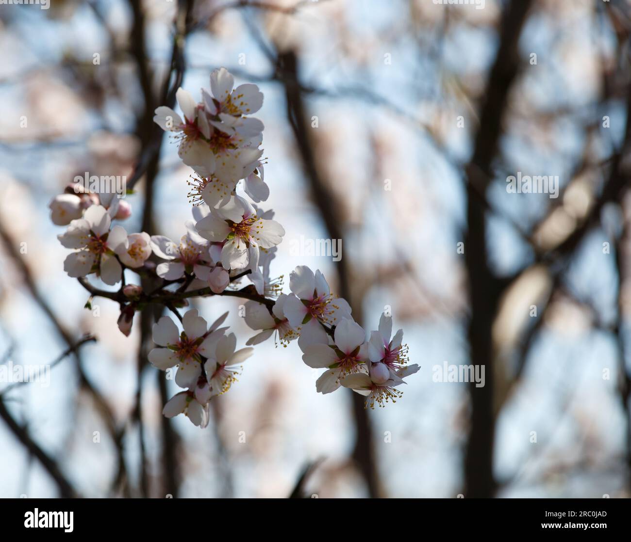 Fruit trees bloom in spring. Apricot flowers on branch against blue sky ...