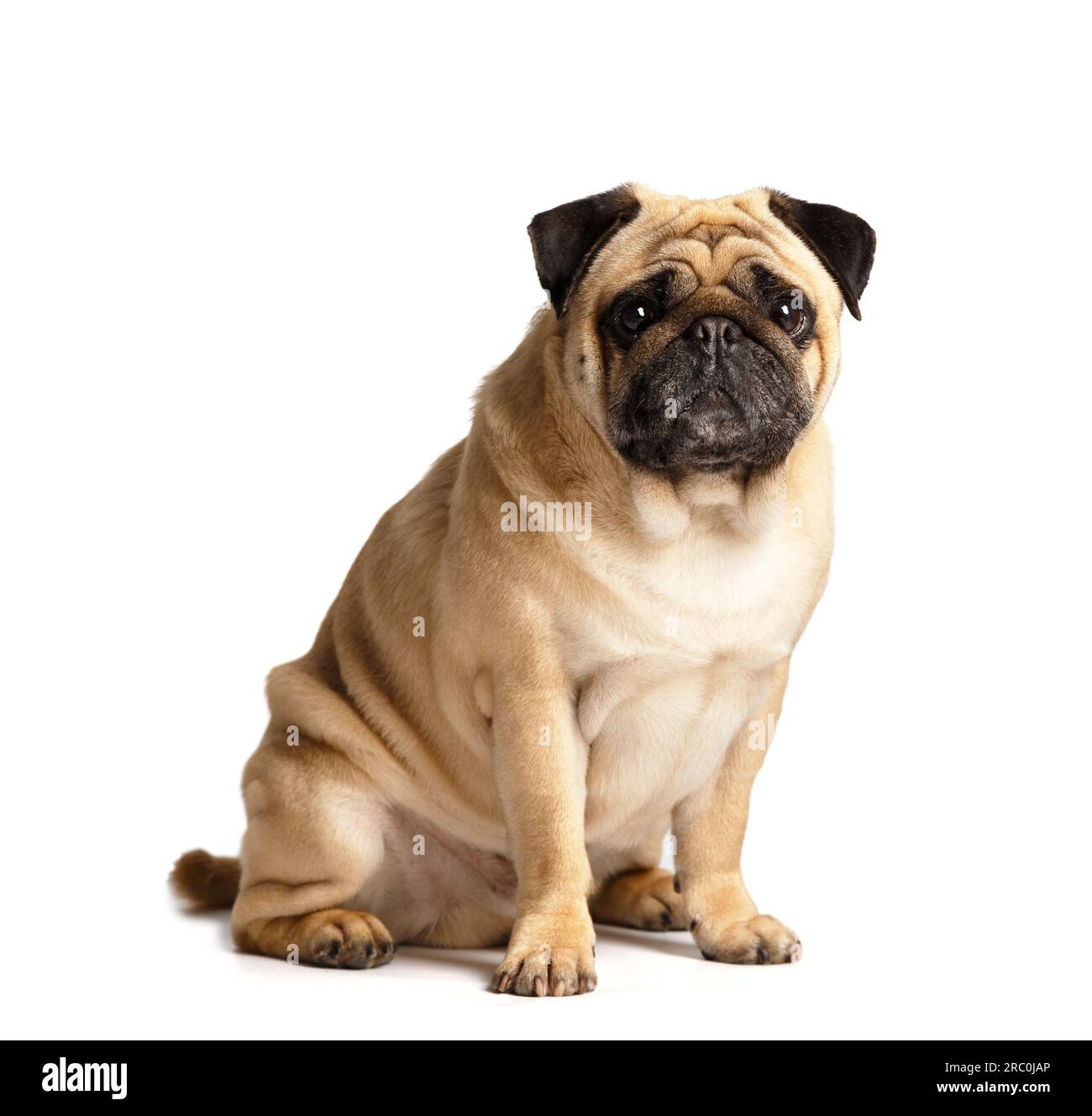Brave Pug Puppies