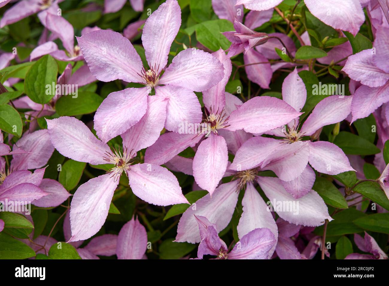 Flowering pink 'Nelly Moser' clematis - hybrid, large flowers growing ...