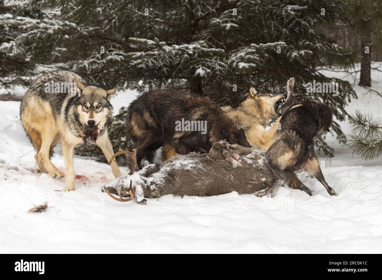 Grey Wolf (Canis lupus) Fight Breaks Out Over Deer Carcass Winter ...