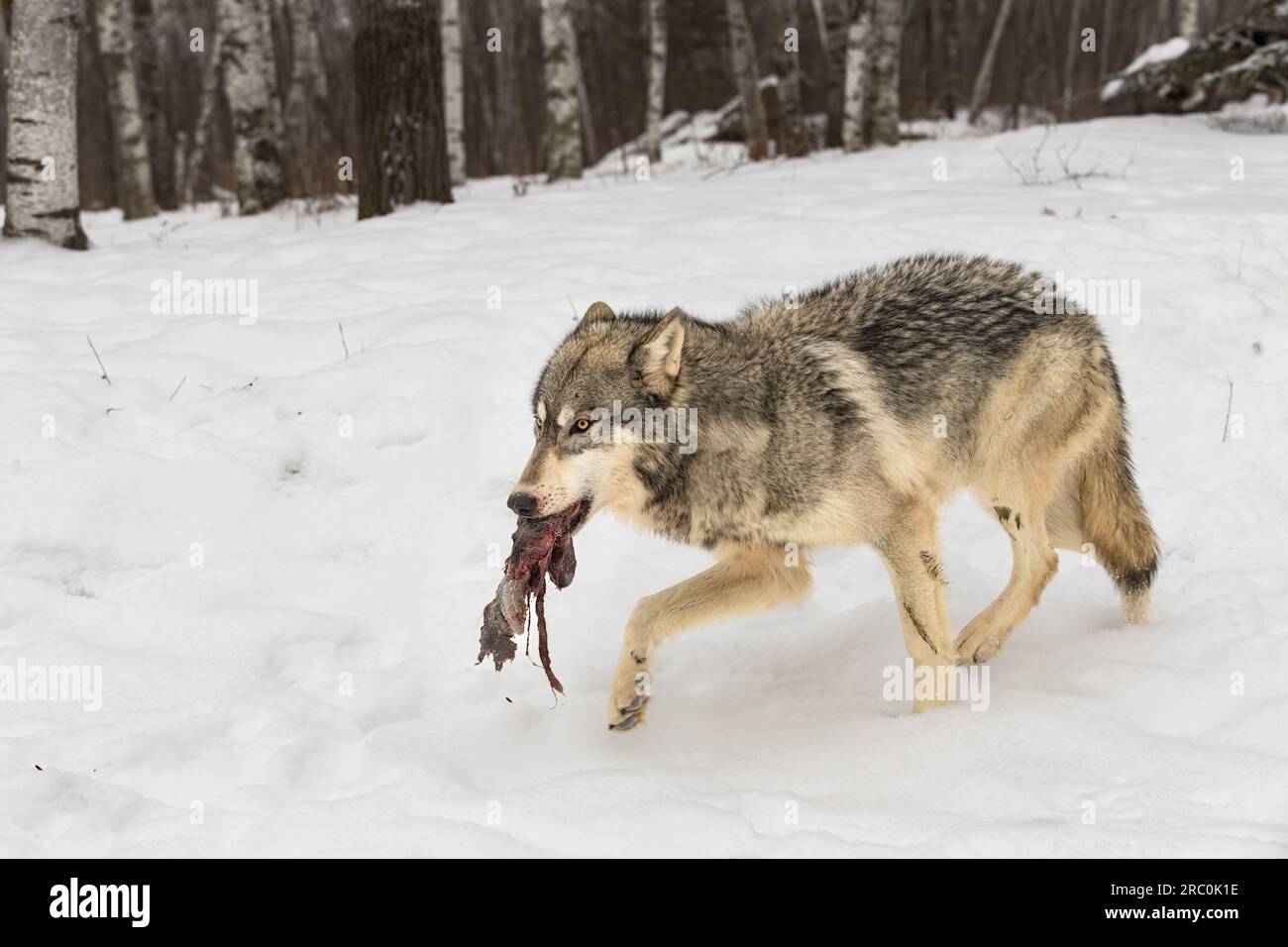 Grey Wolf (Canis lupus) Carries Piece of Deer Meat Across Snow Winter ...