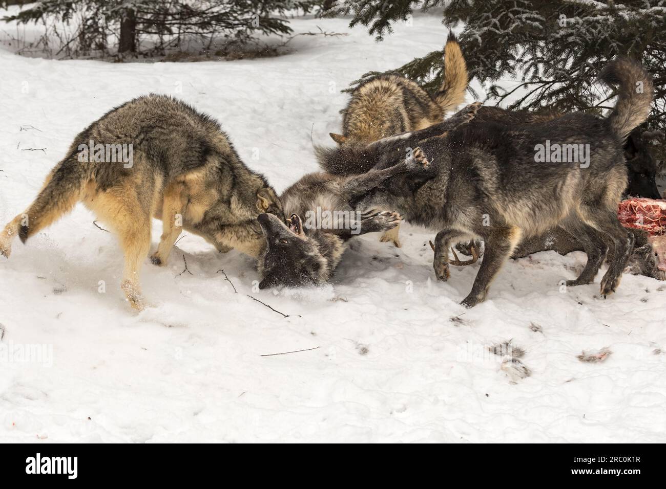 Wolf with deer hi-res stock photography and images - Alamy